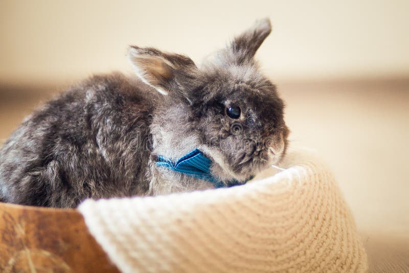 Fluffy Gray Rabbit with Blue Bow Tie Stock Photo - Image of isolated ...