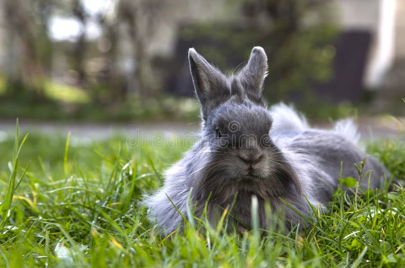 Fluffy gray rabbit stock image. Image of cautious, lawn - 54987133