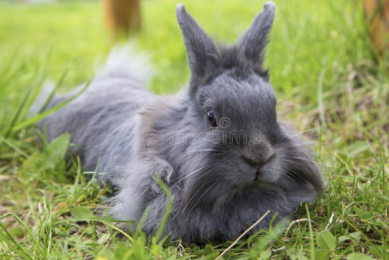 Fluffy gray rabbit stock image. Image of cautious, lawn - 54987133