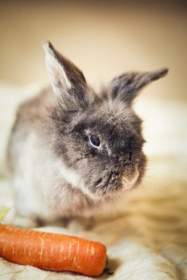 Fluffy Gray Rabbit and the Red Carrot Behind it Stock Photo - Image of ...