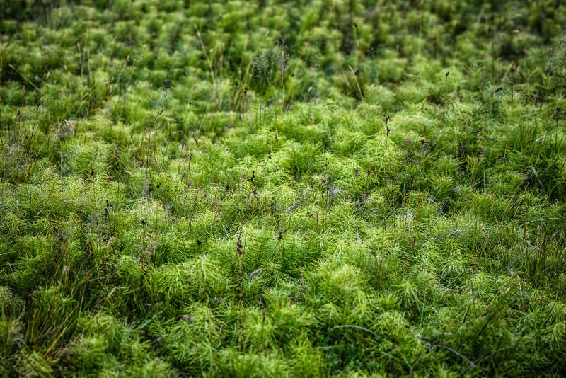 Fluffy Green Moss in Iceland Stock Photo - Image of grow, environment ...