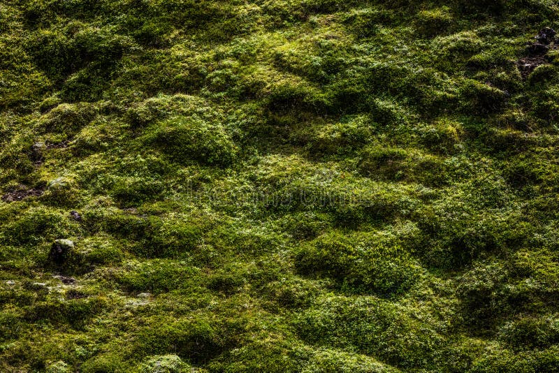 Fluffy Green Moss in Iceland Stock Image - Image of park, land: 80469927