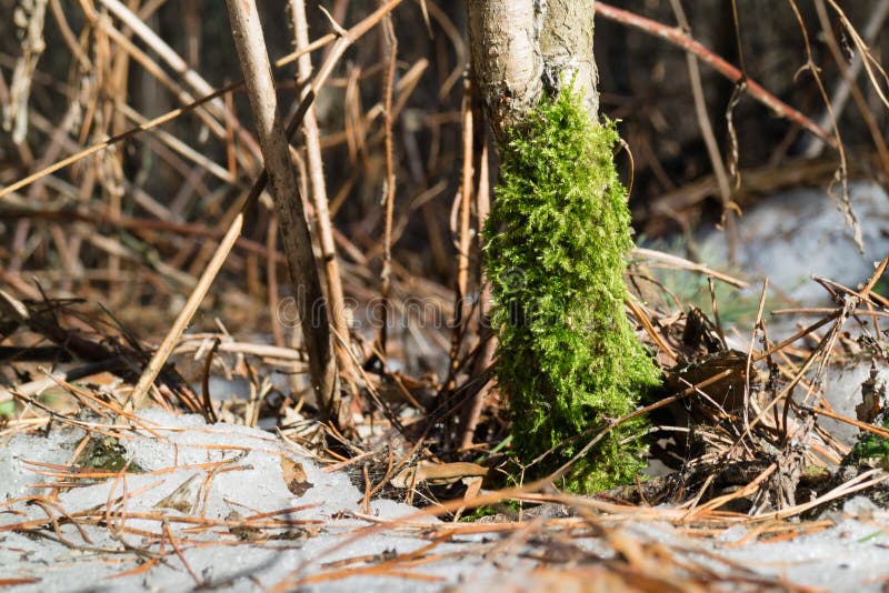 Fluffy Green Moss in the Winter Stock Photo - Image of color, natural ...
