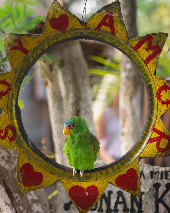 Fluffy Green Parrot Perched Inside a Sun-shaped Frame Stock Photo ...
