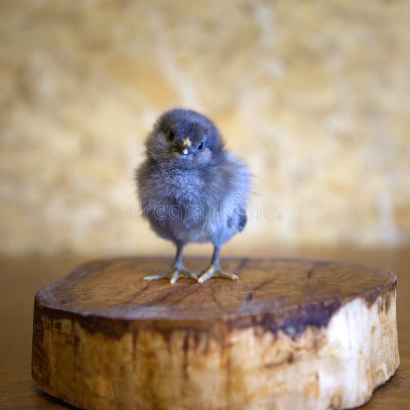 Cute Grey and Fluffy Baby Chick Stock Photo - Image of blue, small ...