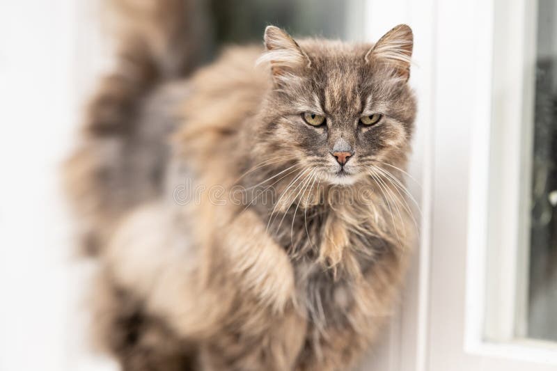 Fluffy Grey Cat Looking into the Camera.. Stock Photo - Image of black ...