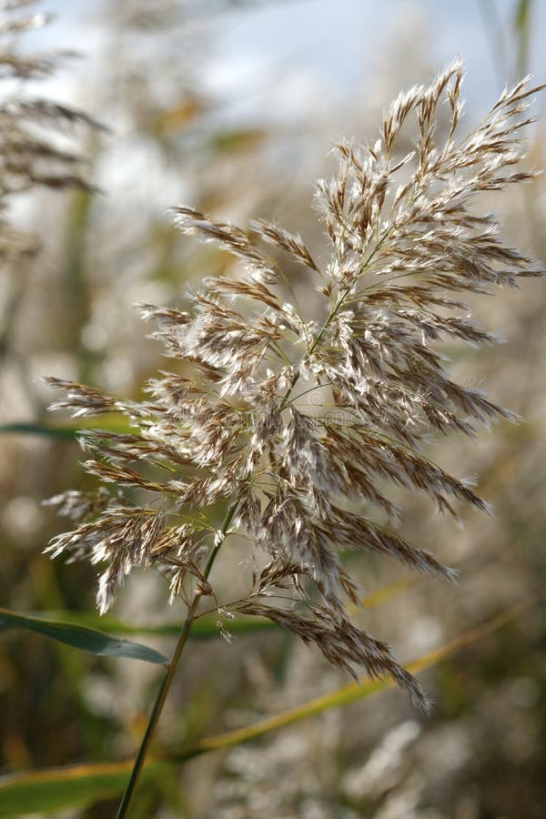 Fluffy Grey Grass in the Field Stock Photo - Image of full, spain ...
