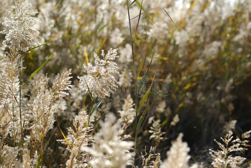 Fluffy Grey Grass in the Field Stock Photo - Image of outdoors, fluffy ...
