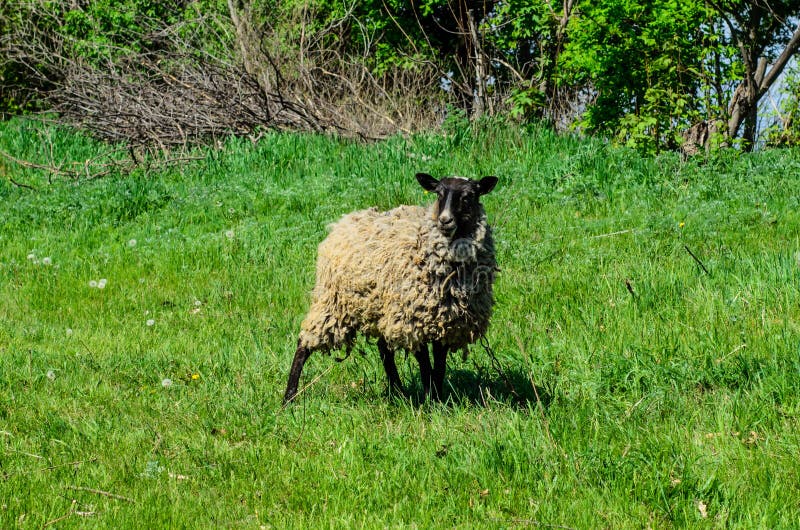Grey sheep on a meadow stock photo. Image of livestock - 109891654