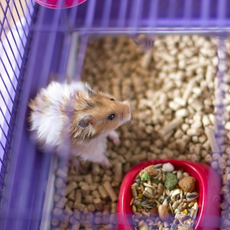Fluffy Hamster in a Cage. Funny Syrian Angora Pet Stock Image - Image ...