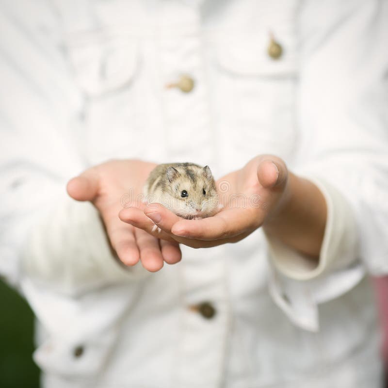 Fluffy Hamster in the Hands of the Little Girl Stock Photo - Image of ...