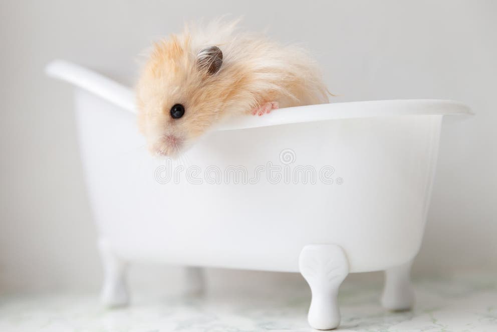 Hamster Sits in a White Bath Stock Image - Image of cute, shampoo ...