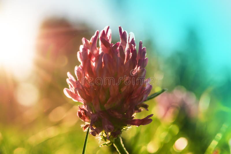Fluffy Head stock image. Image of flora, alpine, meadow - 68465517