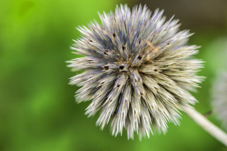 Fluffy Head stock image. Image of flora, alpine, meadow - 68465517