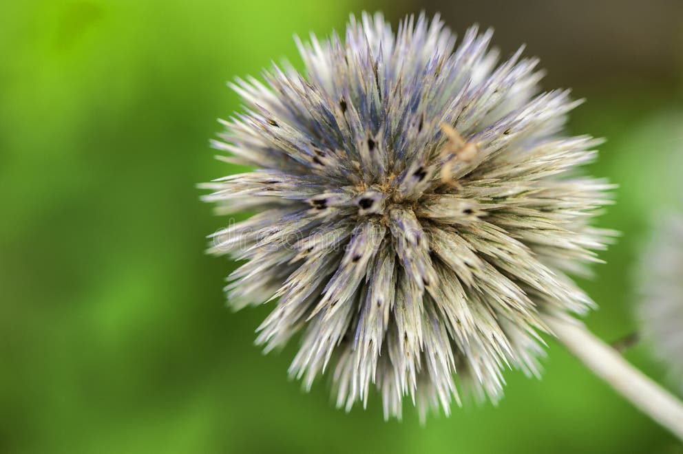 Fluffy Head stock image. Image of flora, alpine, meadow - 68465517