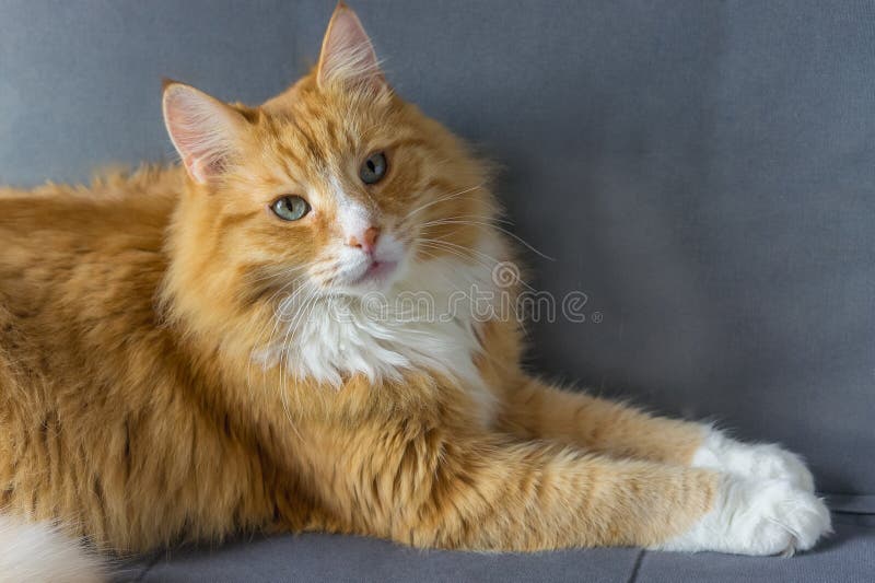 Red Cat at Home Resting, Red Cat Lying on the Sofa, Fluffy House Cat ...