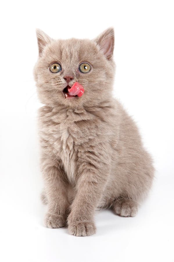 Fluffy Kitten British Cat Meows Stock Image - Image of cute, purr ...