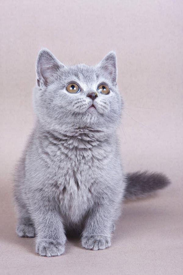 Fluffy kitty British cat stock image. Image of studio - 118140793