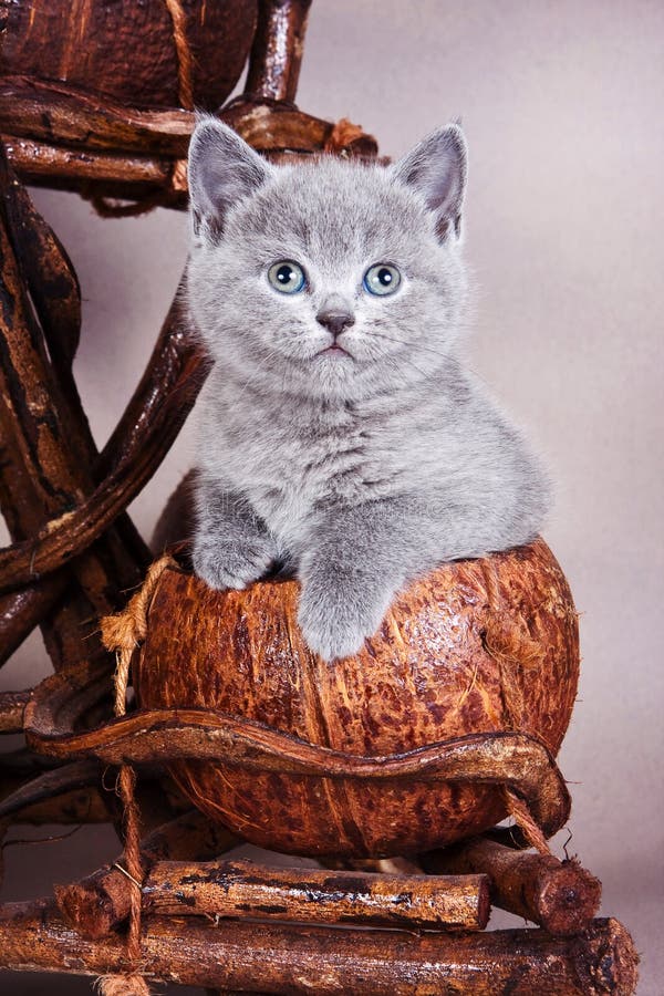 Fluffy kitty British cat stock photo. Image of gray - 118140740
