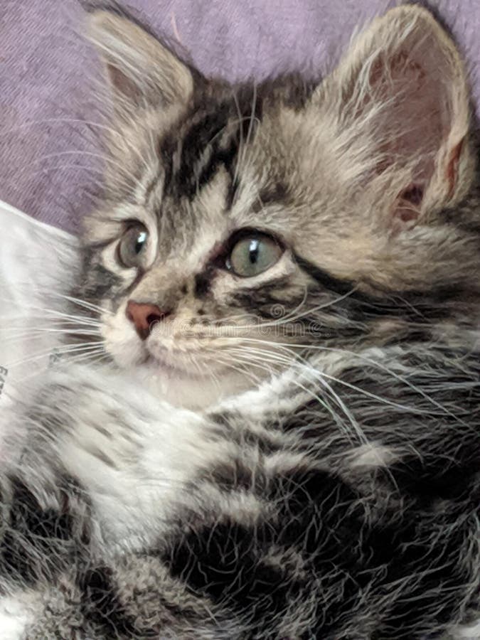 Fluffy Kitty Deep in Thought Stock Image - Image of deep, kitty: 168734125