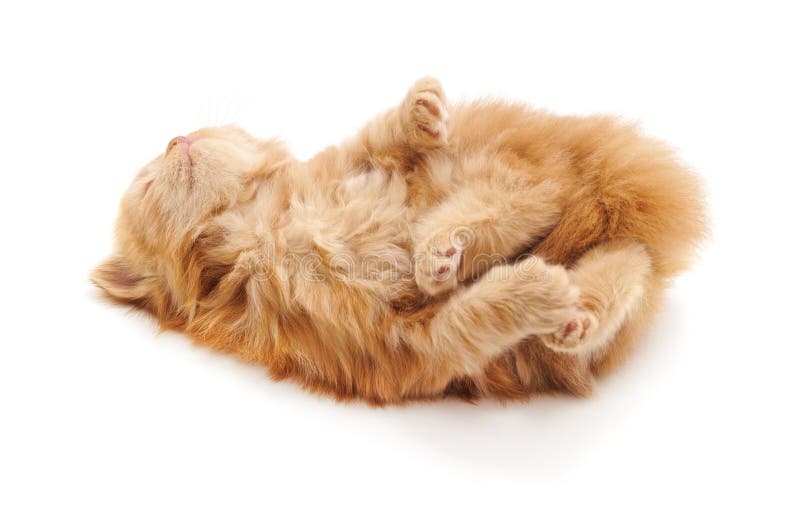 Fluffy Kitty that Lies on the Back Stock Image - Image of cute, baby ...