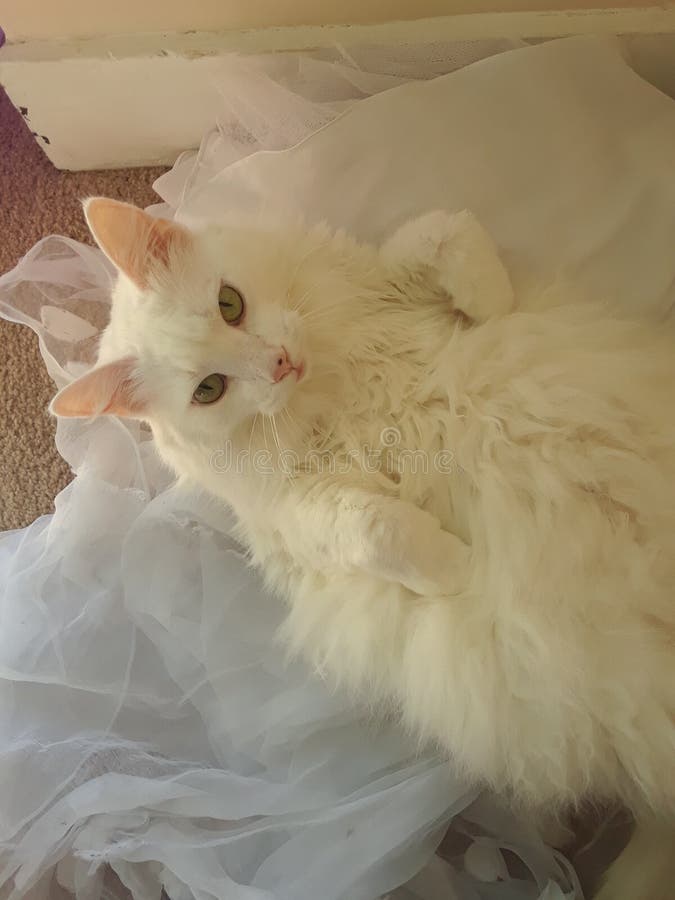 Cute white fluffy cat stock image. Image of fluffy, cute - 130909007