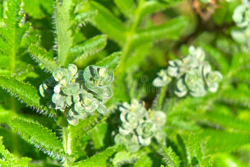 The Willow Has Sprouted. a Small Willow Sprout from Seals. Green Willow ...