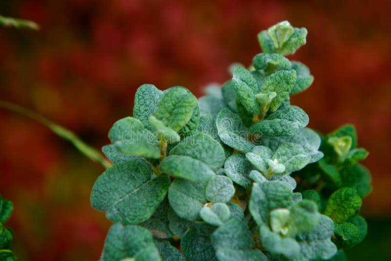 Fluffy Leaves on the Branches of Willow Boyd. Stock Image - Image of ...