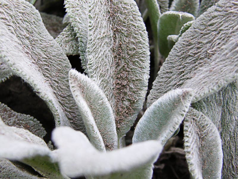 Fluffy Leaves on the Branches of Willow Boyd. Stock Image - Image of ...
