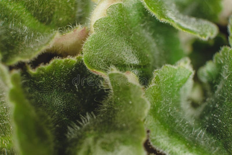 Fluffy Leaves of Potted Plant Macro, Edges of Leaves. Stock Photo ...