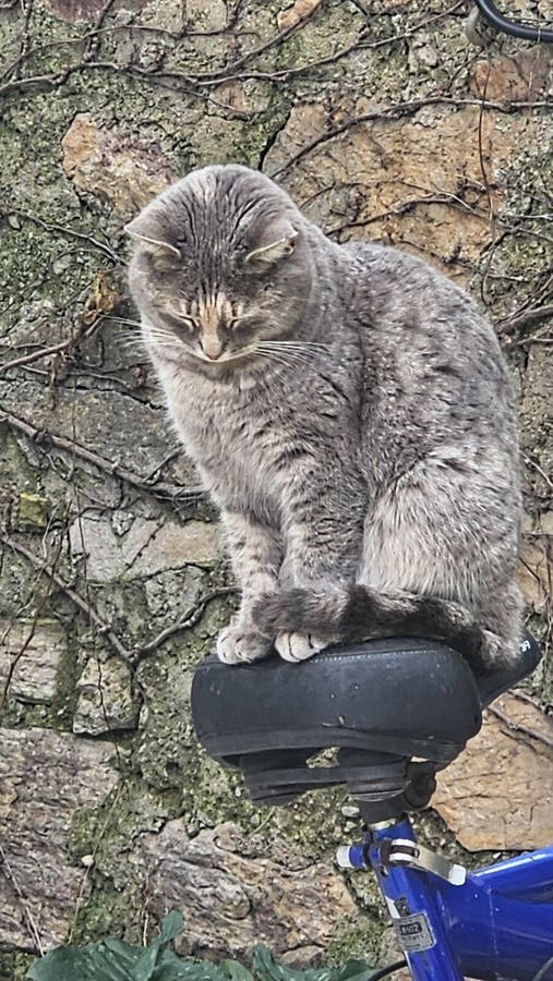 A Fluffy Little Cat Being Lazy on a Cycle Stock Image - Image of fluffy ...
