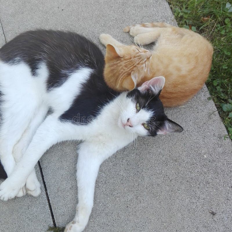Two Little Cats Sleeping on the Tree Stock Photo - Image of little ...