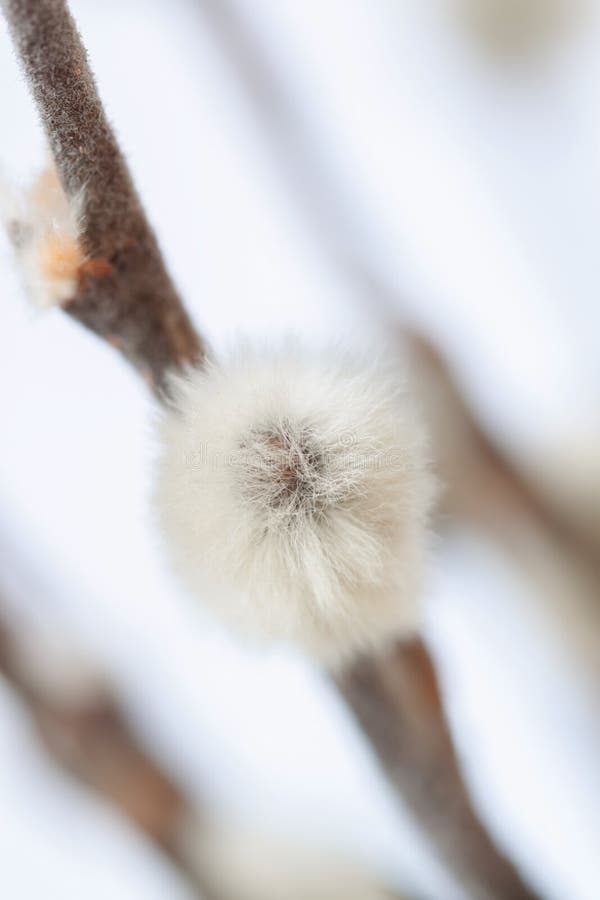 430 Fuzzy Willow Bud Photos - Free & Royalty-Free Stock Photos from ...