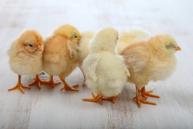 Fluffy Little Yellow Chickens on a Wooden Background. Card for Stock ...