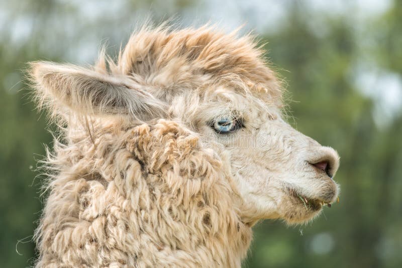 Fluffy Llama stock photo. Image of feeding, cute, children - 55517140
