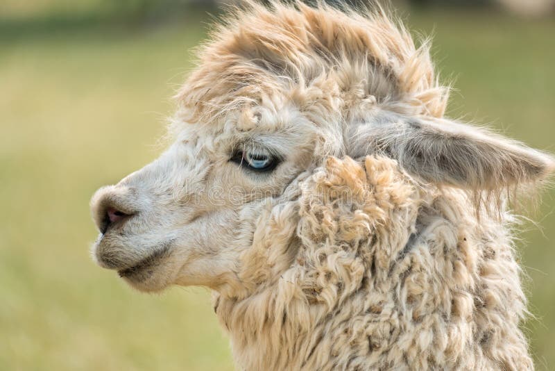 Fluffy Llama stock photo. Image of feeding, cute, children - 55517140
