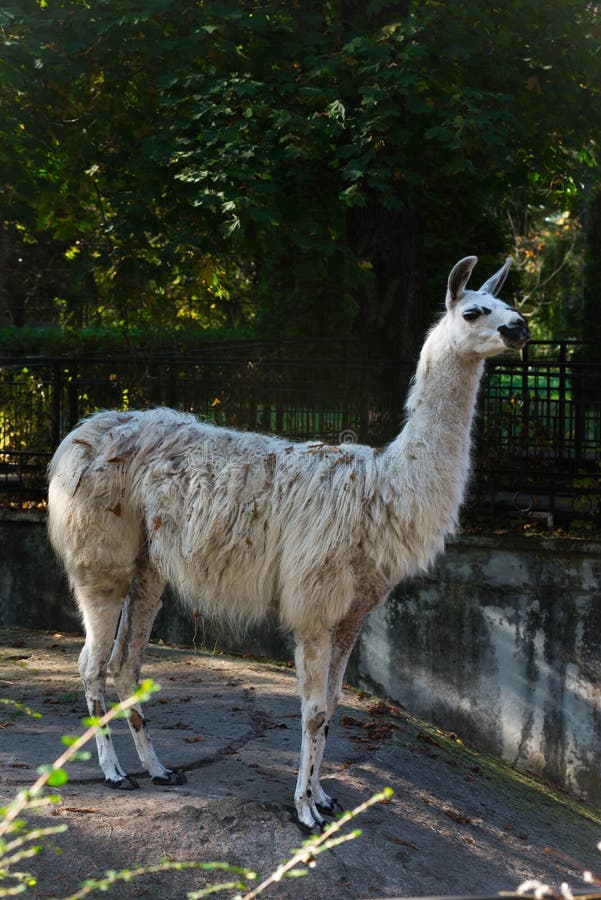 Fluffy Llama in the Zoo on the Background of Trees Stock Image - Image ...