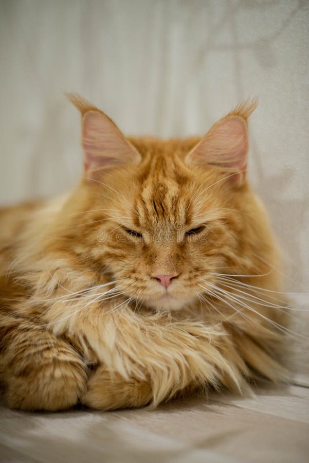Maine coon funny cat stock photo. Image of funny, coon - 200824466