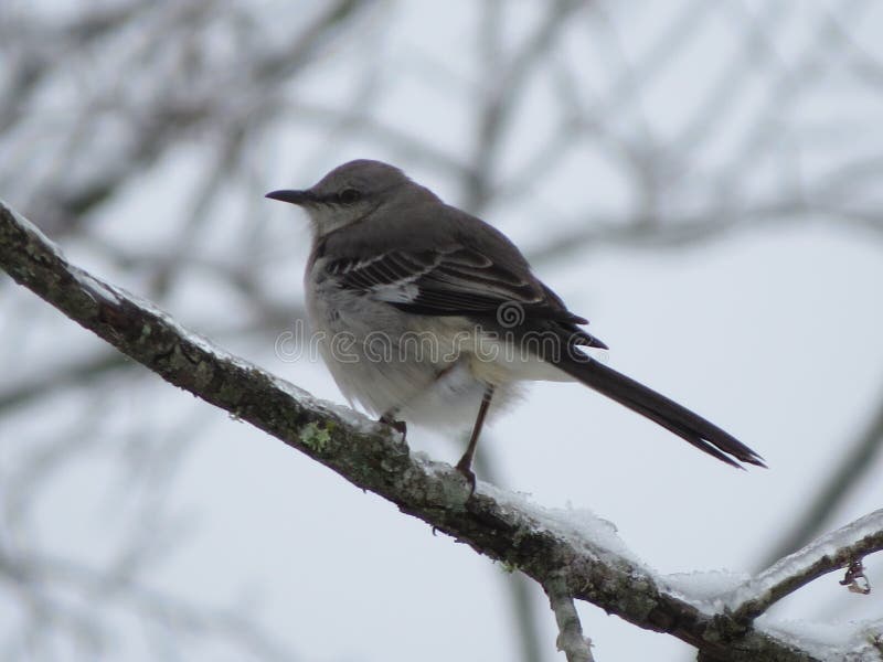 Fluffy Mockingbird in the Winter Stock Photo - Image of snowy ...