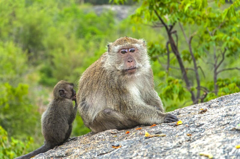 Fluffy Monkey Toy with Headphones and a Smartphone on a Green Blanket ...