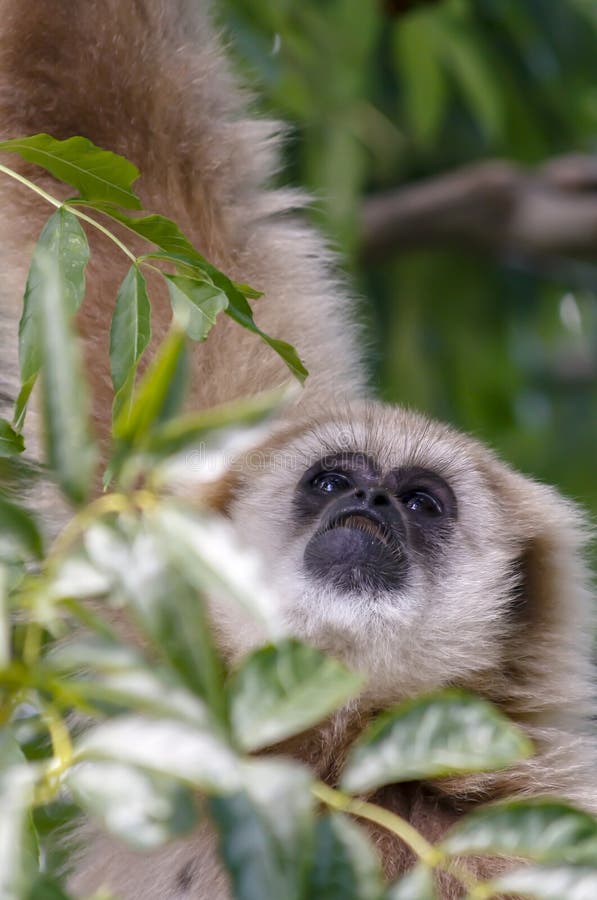 Fluffy Monkey With A Very Wise, Thoughtful Expression On His Face ...