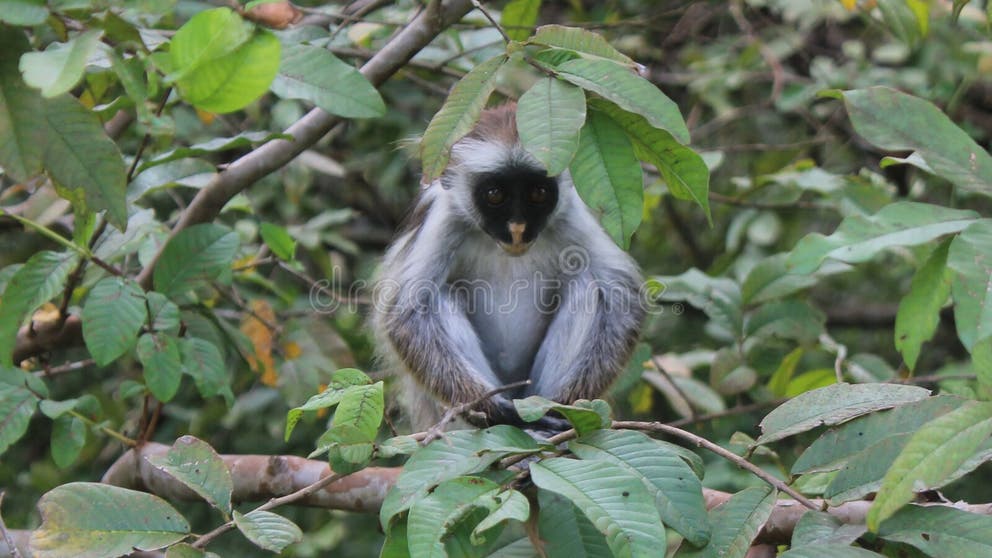 Fluffy monkey. stock photo. Image of friendly, adorable - 97737794