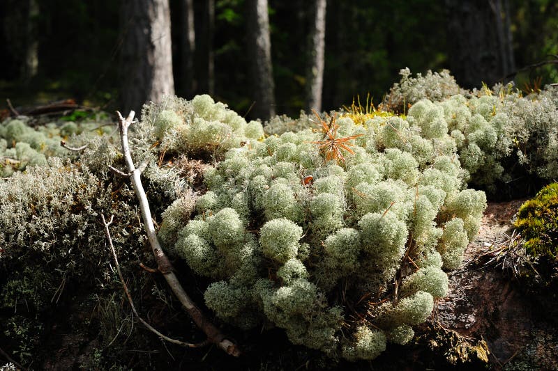 Fluffy moss stock image. Image of light, rock, land, forest - 16787371