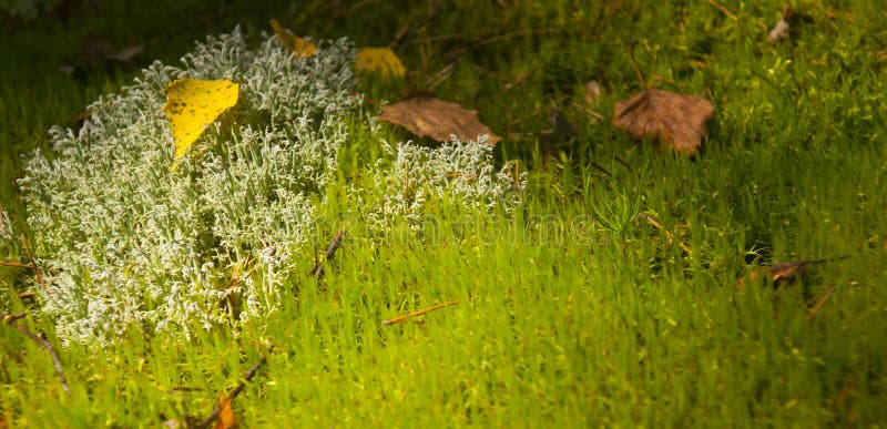Fluffy moss. stock image. Image of light, grass, brown - 20849207