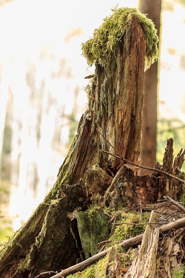 Fluffy Moss Covered Trunks Splinter and Dry in Summer Stock Image ...