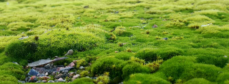 Fluffy moss stock image. Image of vegetation, meadow - 272461143
