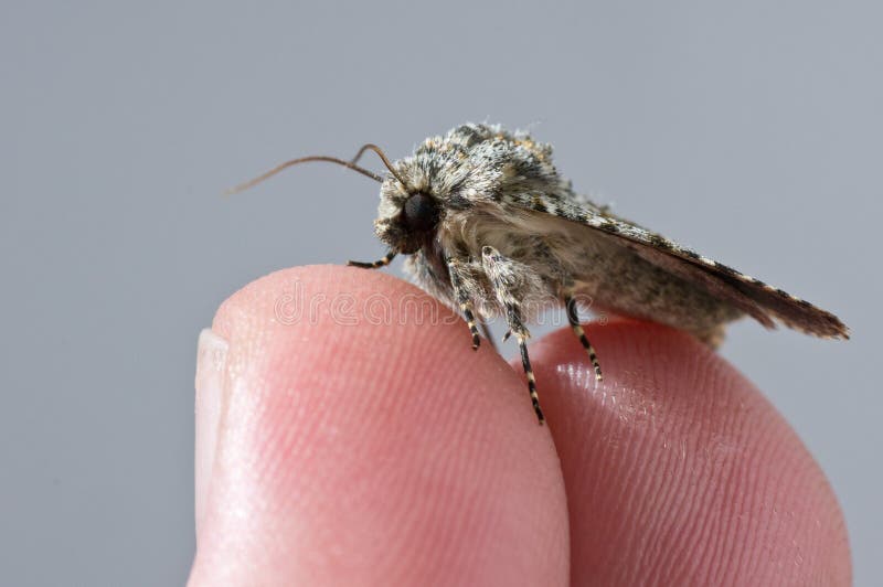 Fluffy Moth stock image. Image of young, neutral, grey - 21666181