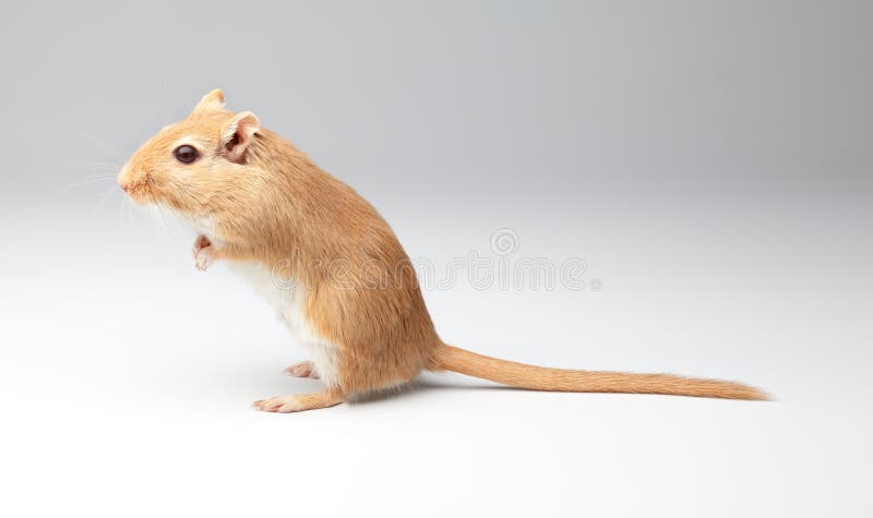 Fluffy mouse stock image. Image of gray, gradient, yellow - 26302385