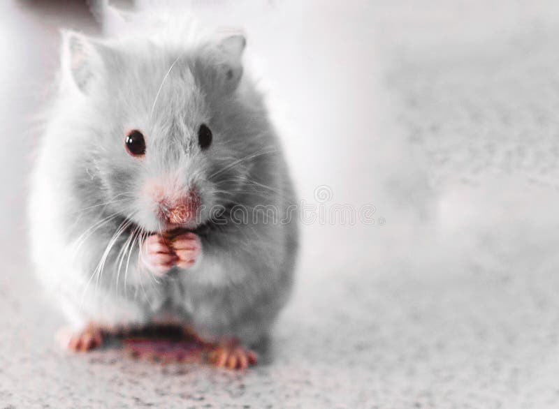 Mouse Sitting on Ladle Watching Over Fruits and Drink. Conceptual Image ...