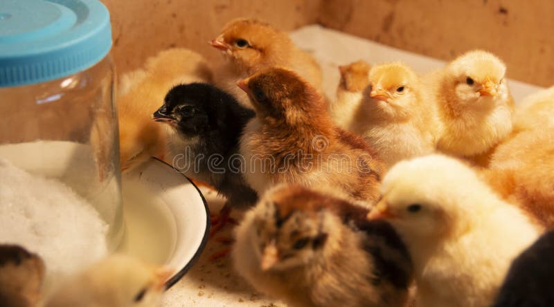 Fluffy One-day Chickens Rest in a Box Under a Lamp Stock Photo - Image ...
